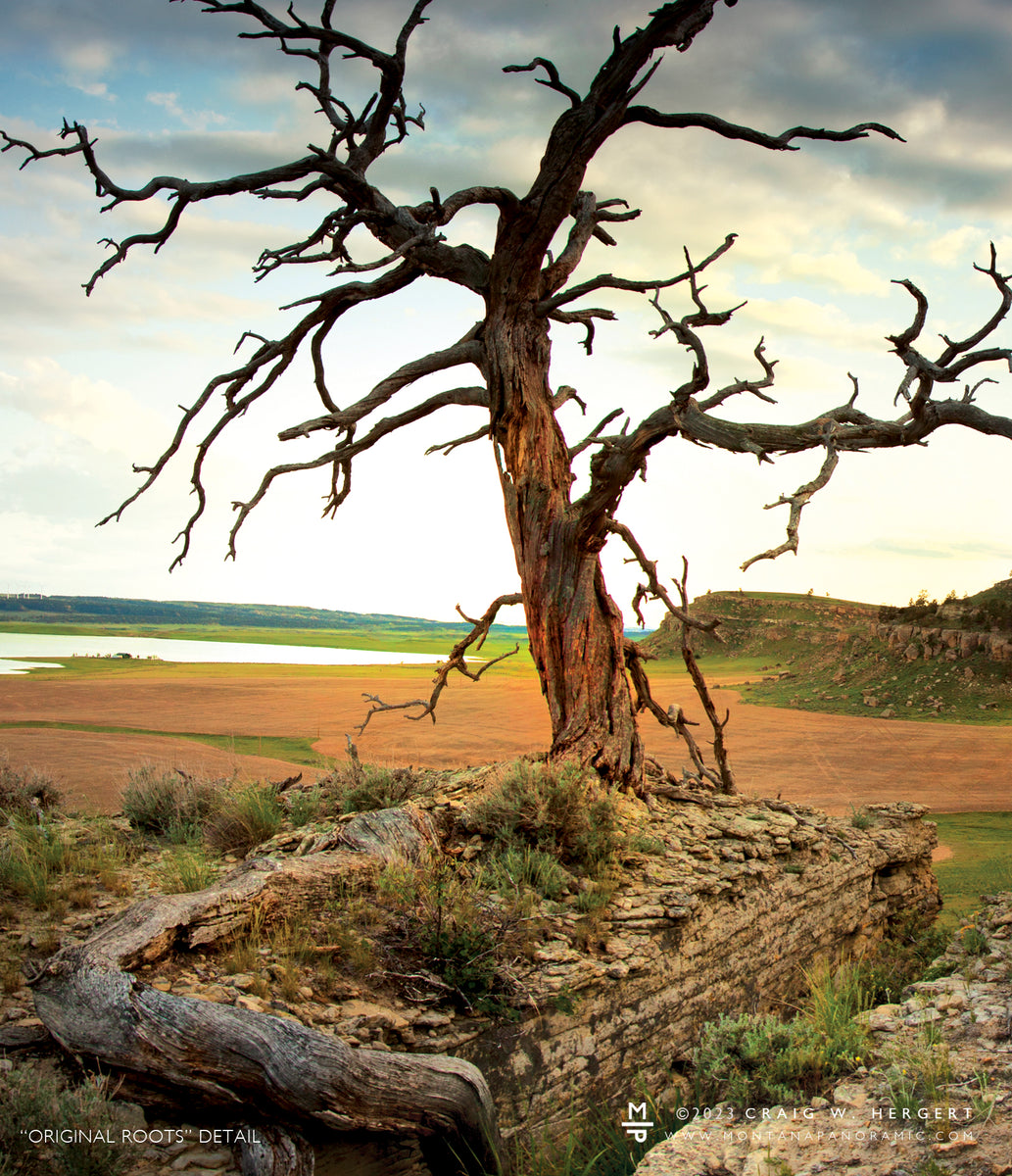 “ORIGINAL ROOTS” - Shawmut - Lewistown, MT – Montana Panoramic Gallery